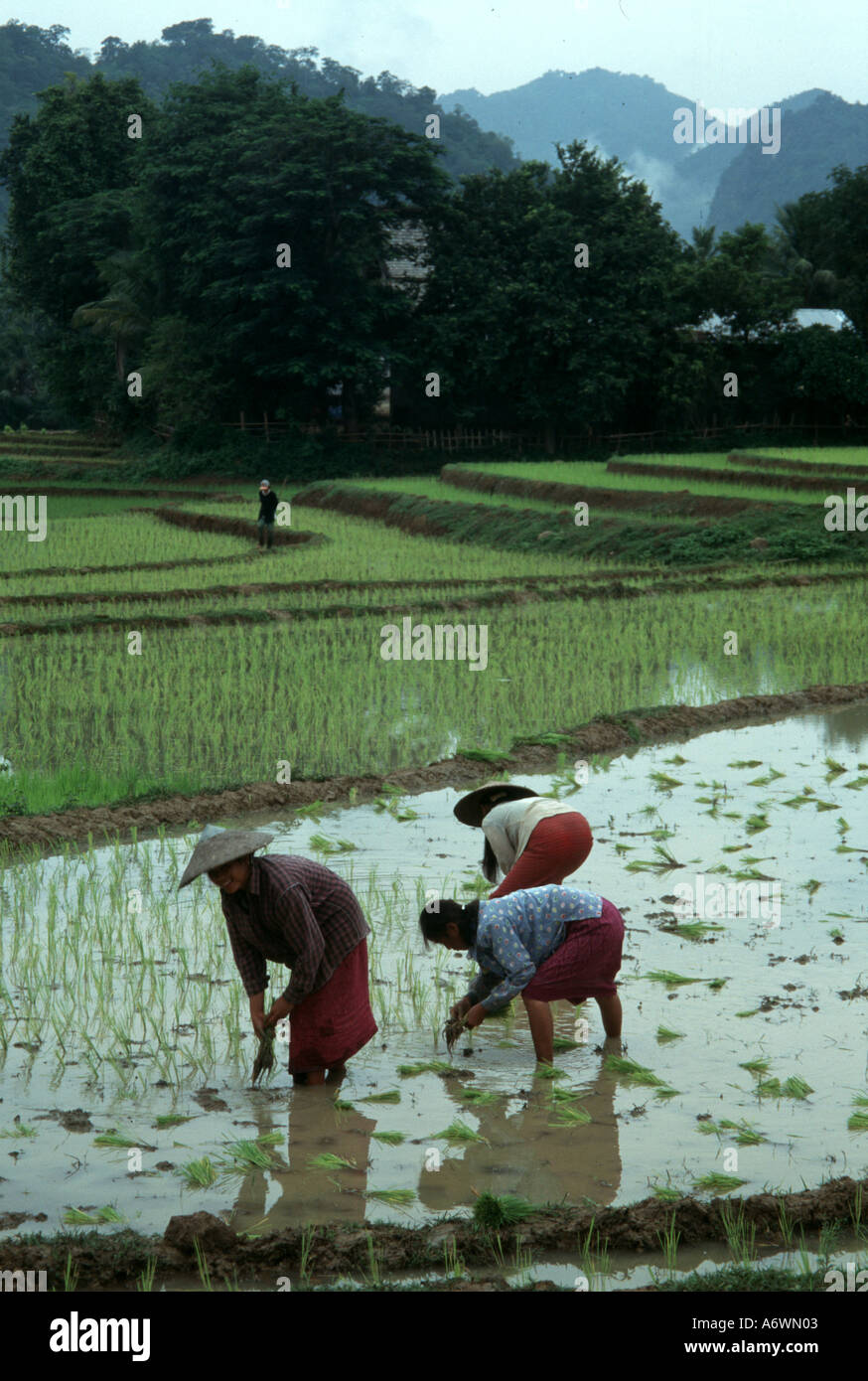 Planting rice in low terraces Stock Photo - Alamy