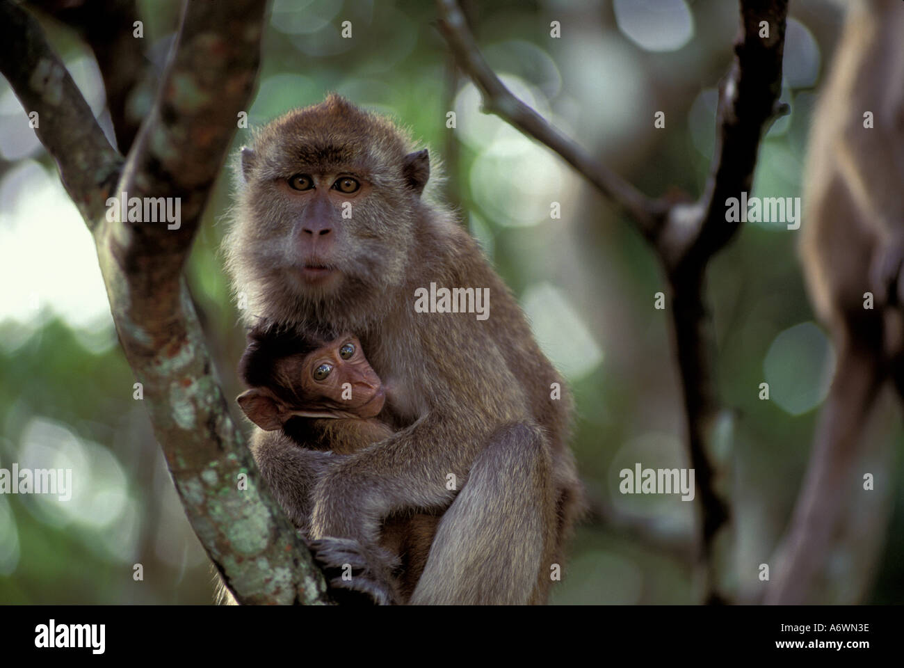 Asia, Borneo, Long-tailed Macaque mother and baby (Macada fascicularius ...