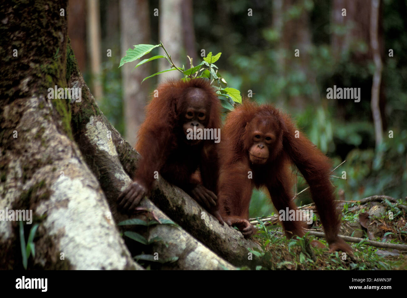Asia, Borneo, Bornean orangutan (Pongo pongo pygmaeus Stock Photo - Alamy