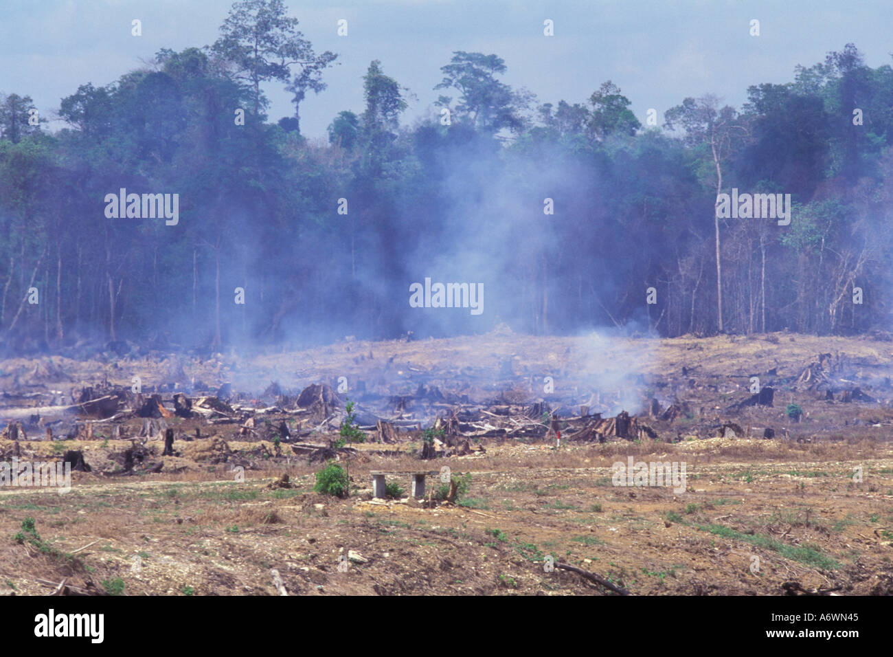 Logged forest borneo hi-res stock photography and images - Alamy