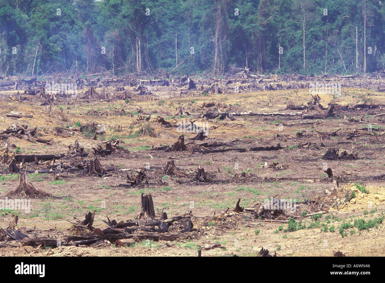 Asia, Malaysia, Sabah State, Borneo, Logged-out area in rainforest ...