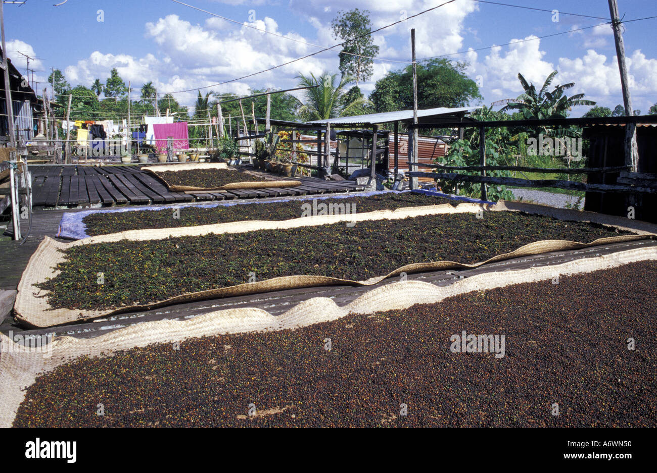 Malaysia, Sabah. Ground pepper drying in the sun Stock Photo - Alamy
