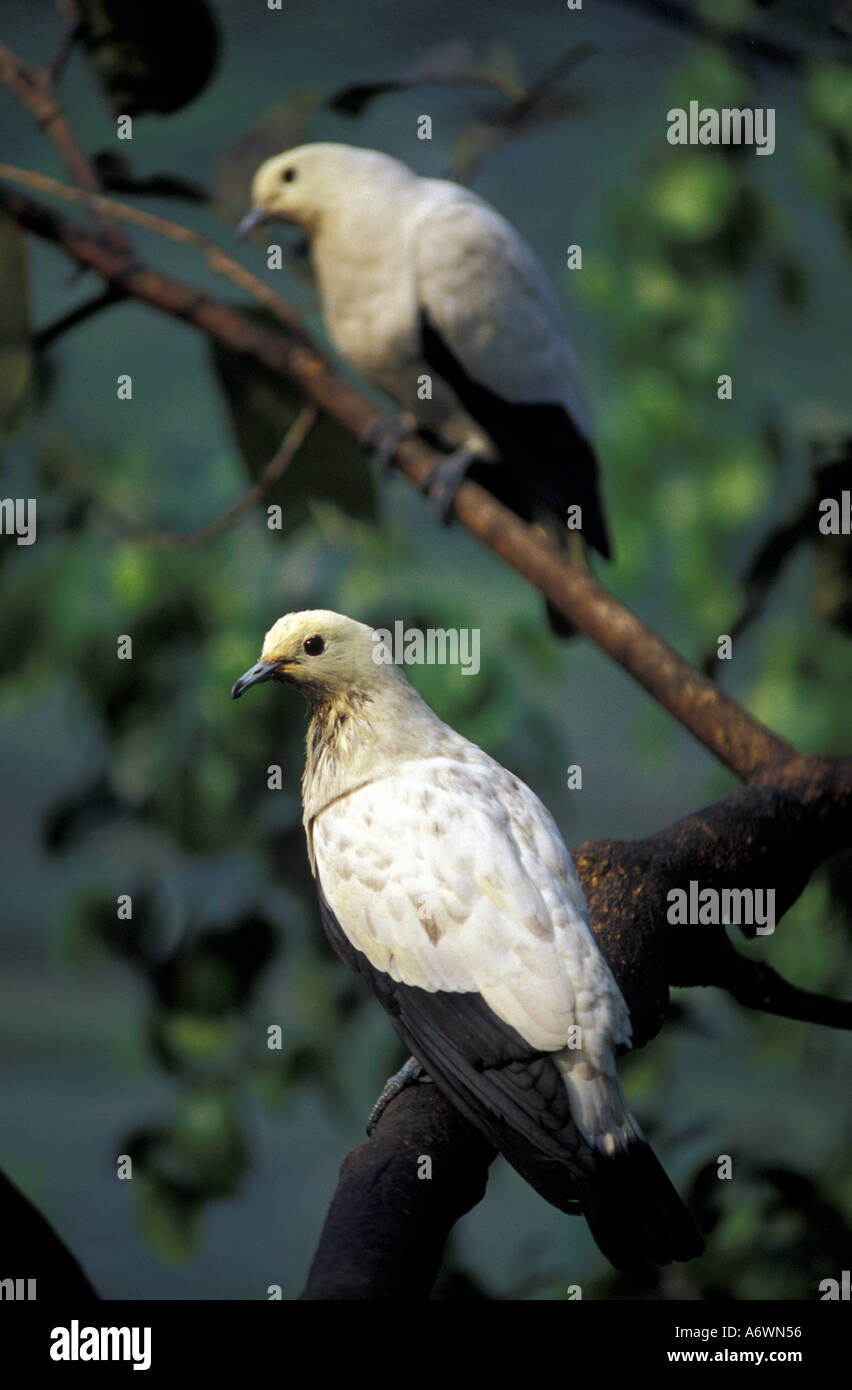 Doves of asia hi-res stock photography and images - Alamy