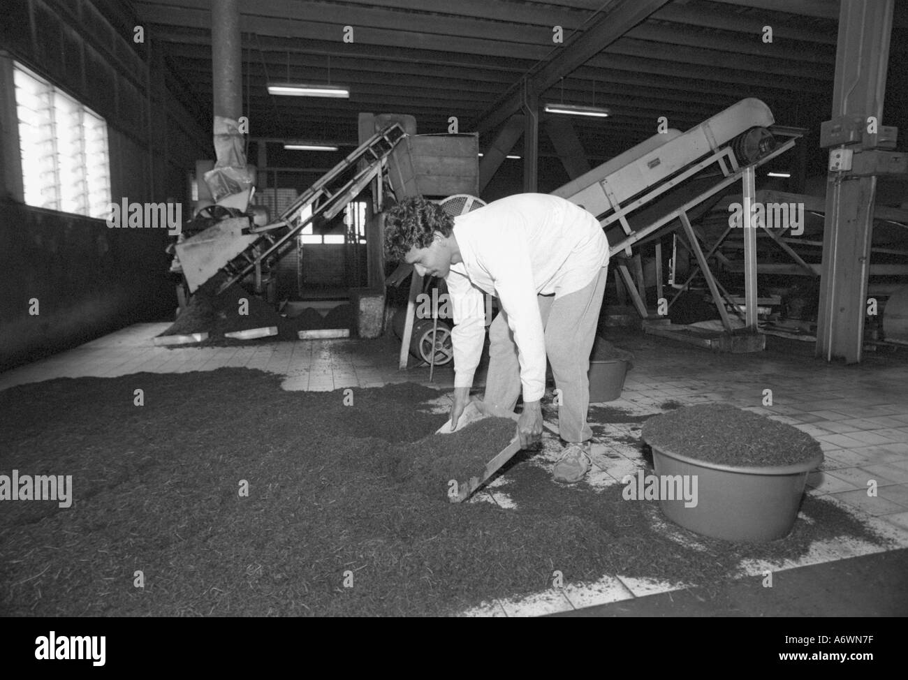 Drying, processing and packaging tea at Malaysia's Blue Valley Tea ...