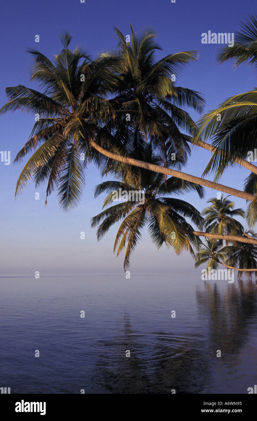 Maldives, palm tree over water Stock Photo - Alamy
