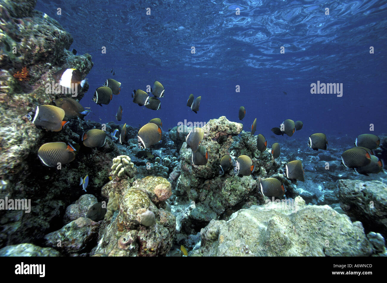 Maldives, Juvenile triggerfish (Odonus sp Stock Photo - Alamy