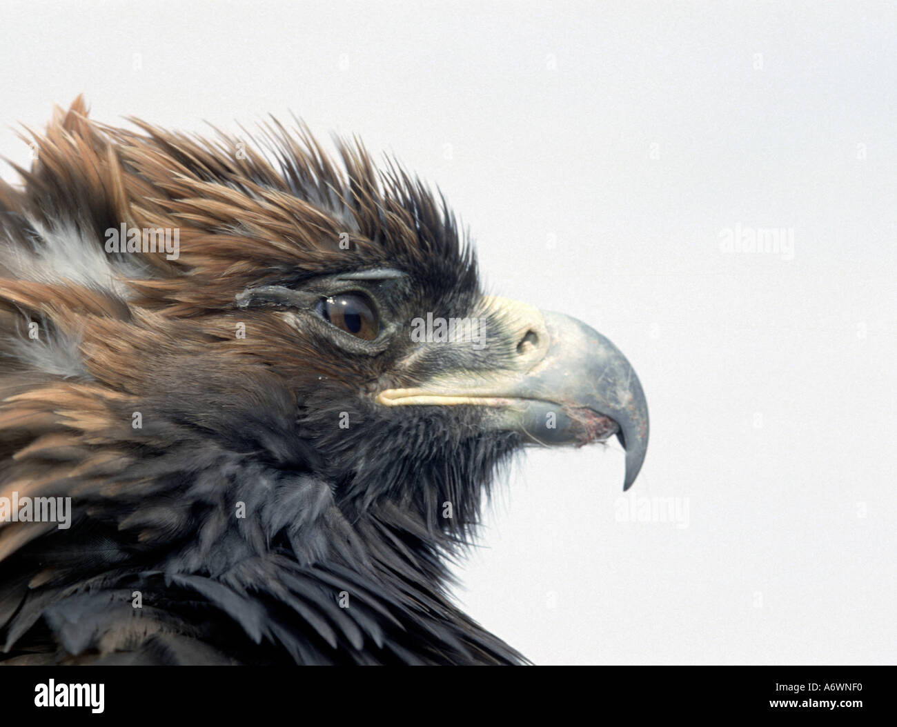 Asia, Mongolia, Golden Eagle Festival. female Golden eagle Stock Photo ...
