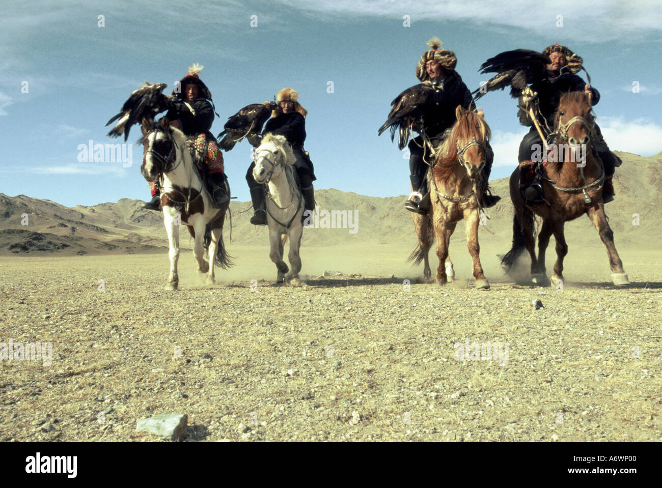 Asia, Mongolia, Golden Eagle Festival. four eagle hunters charging in ...
