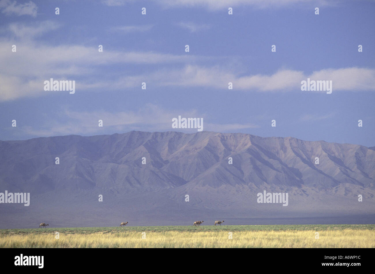 Asia, Mongolia, Gobi Desert, Great Gobi Protected Area. Desert ...