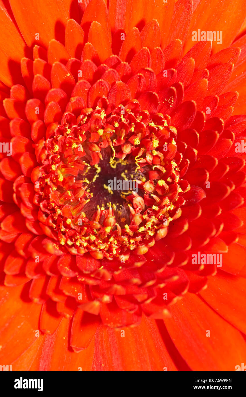 Traugott gerber hi-res stock photography and images - Alamy