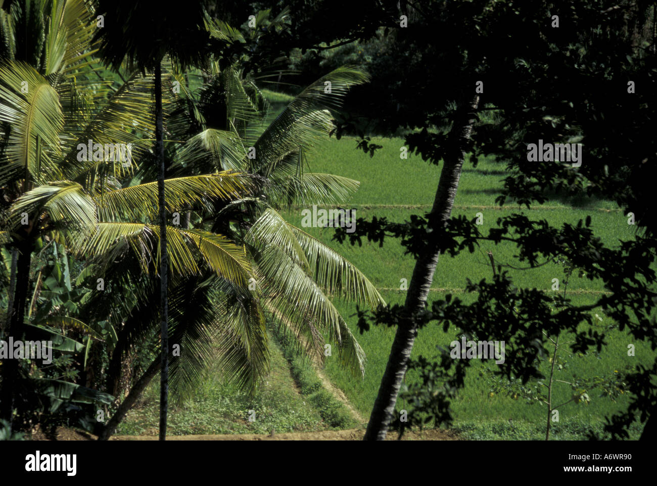 Asia, Sri Lanka, Kandy. lush landscape Stock Photo - Alamy