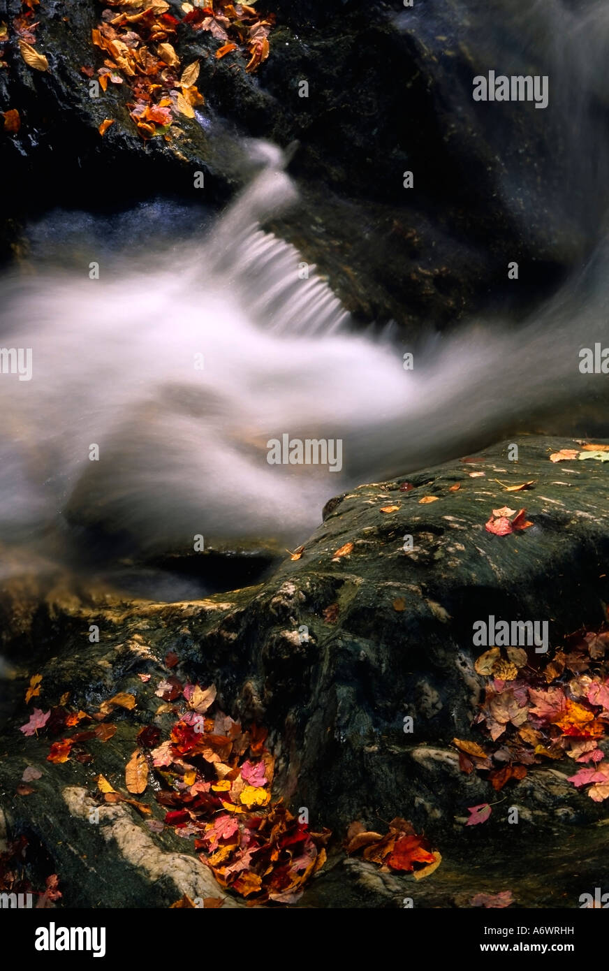 Fallen autumn leaves and cascade along Texas Brook Green Mountain ...