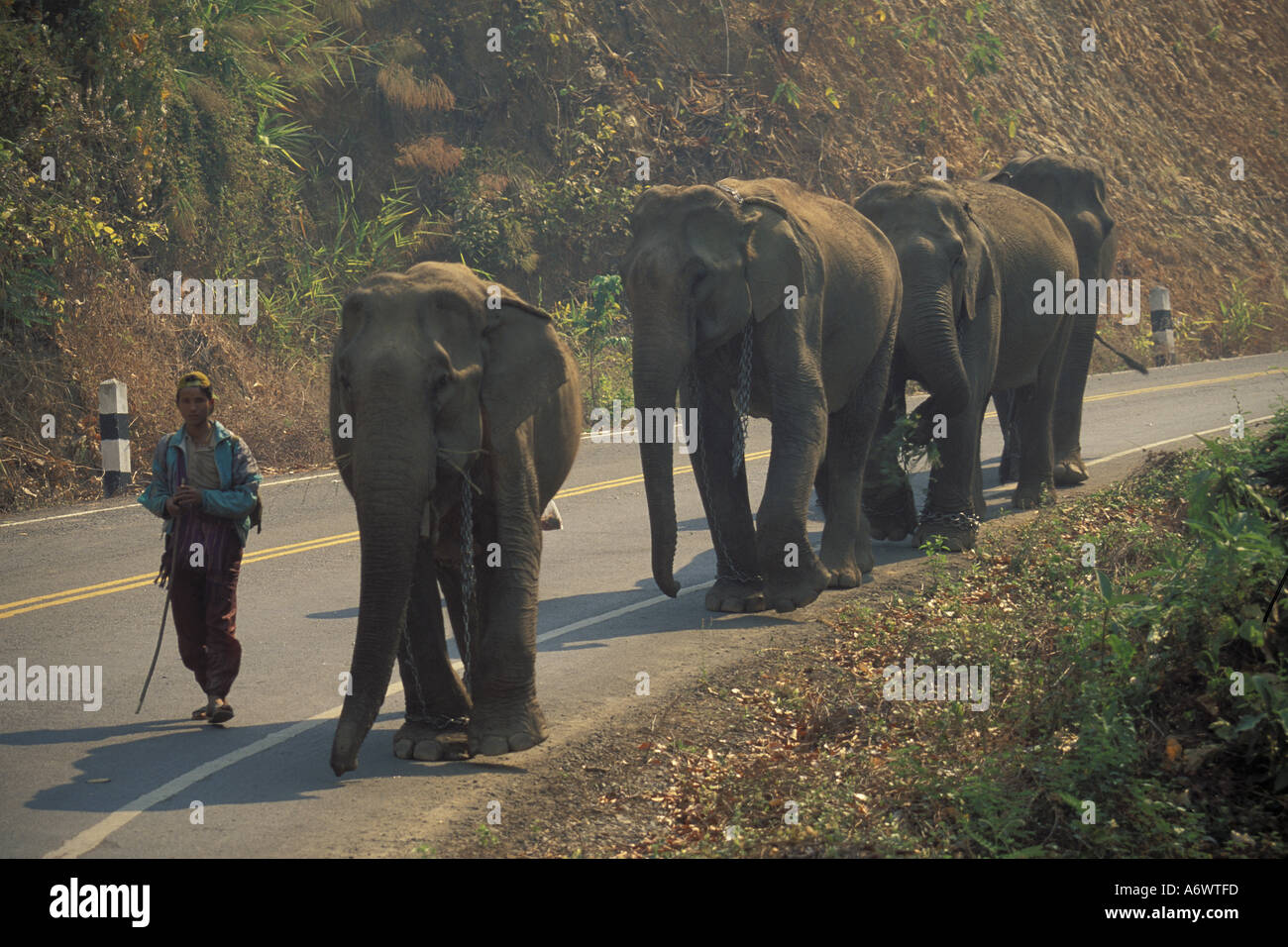 Elephants on roadside hi-res stock photography and images - Alamy