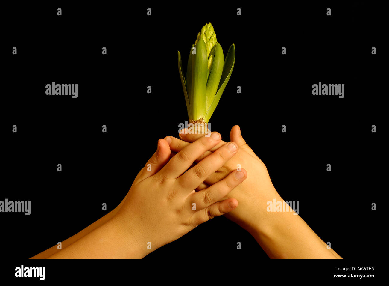 flower on hands Stock Photo - Alamy