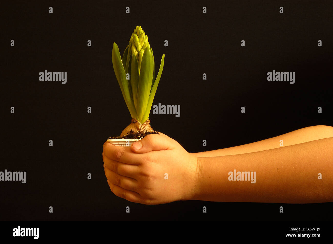 flower on hand Stock Photo - Alamy