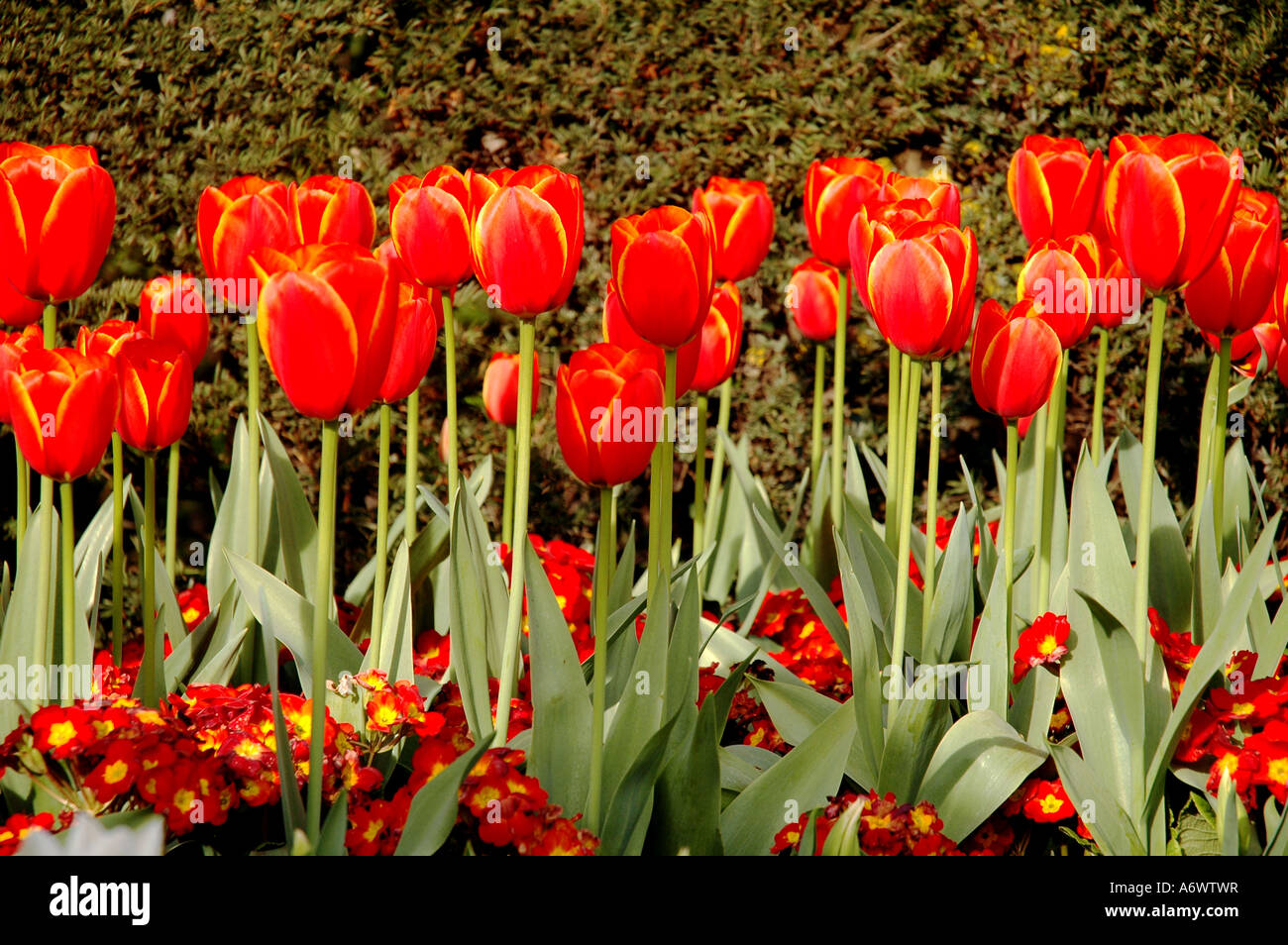 Red tall tulips in front of a green bush in Regent´s Park London Stock ...