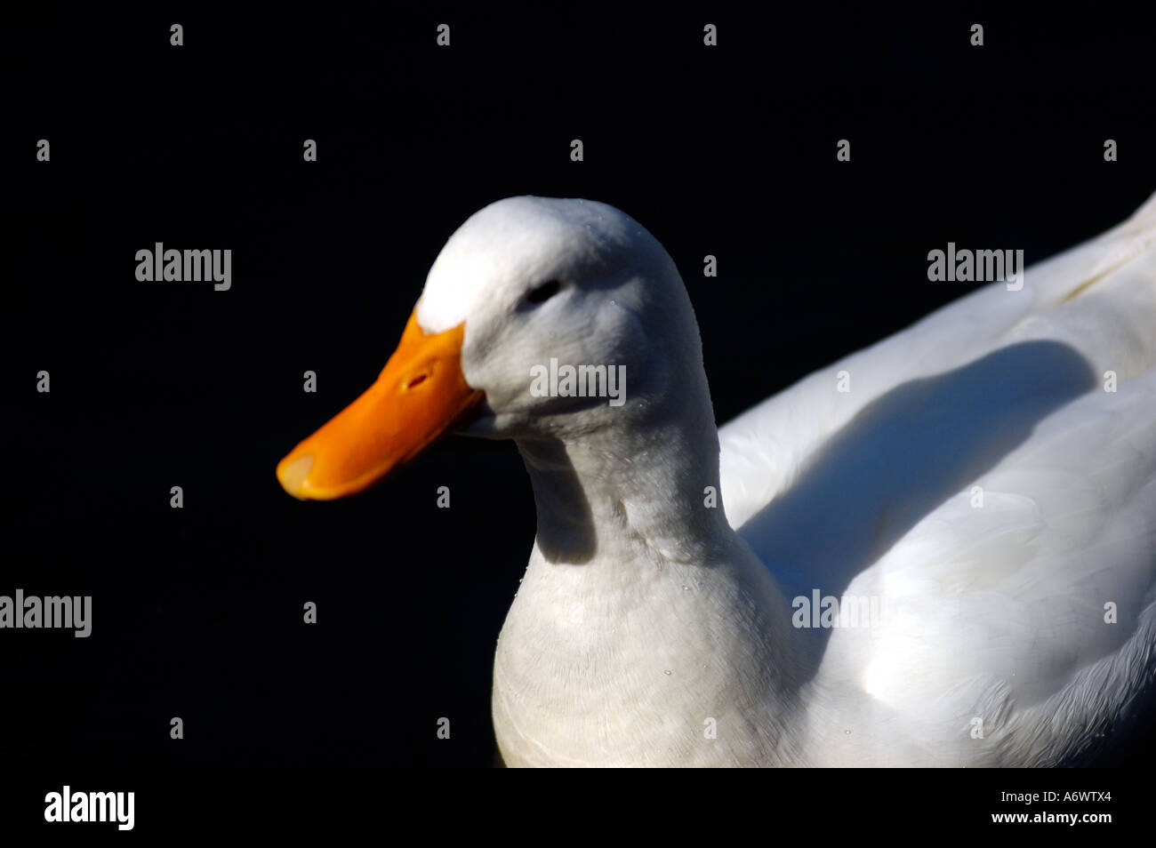 Duck under the tree hi-res stock photography and images - Alamy