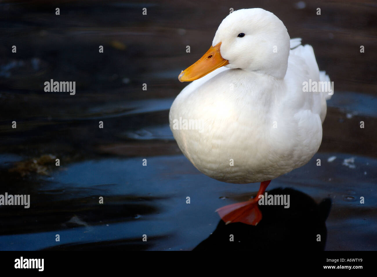 Whte hair hi-res stock photography and images - Alamy