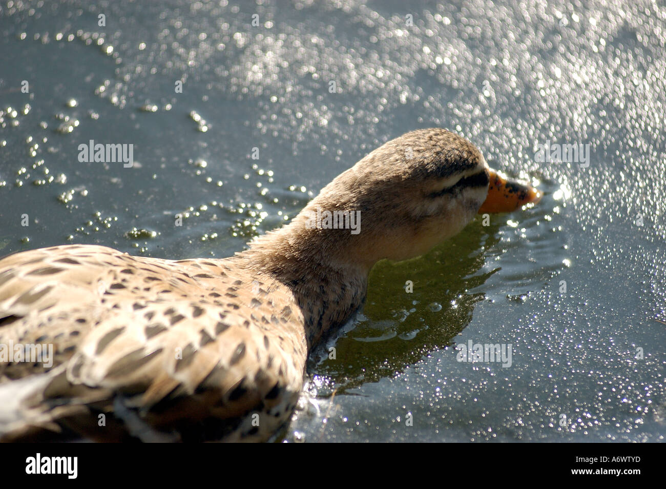 Duck under tree hi-res stock photography and images - Alamy