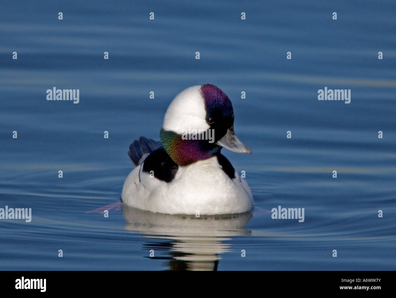 Bufflehead Male Drake Showing Head Color Stock Photo - Alamy