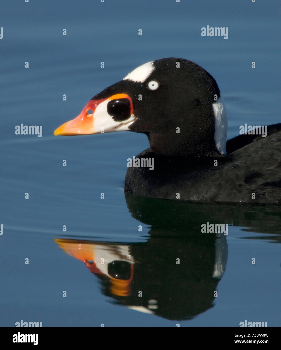 Surf Scoter Male Portrait Stock Photo - Alamy