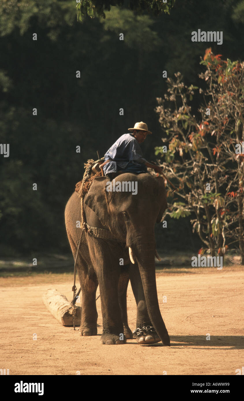 Thailand, Lampang Thai Elephant Conservation Center, Handler with ...