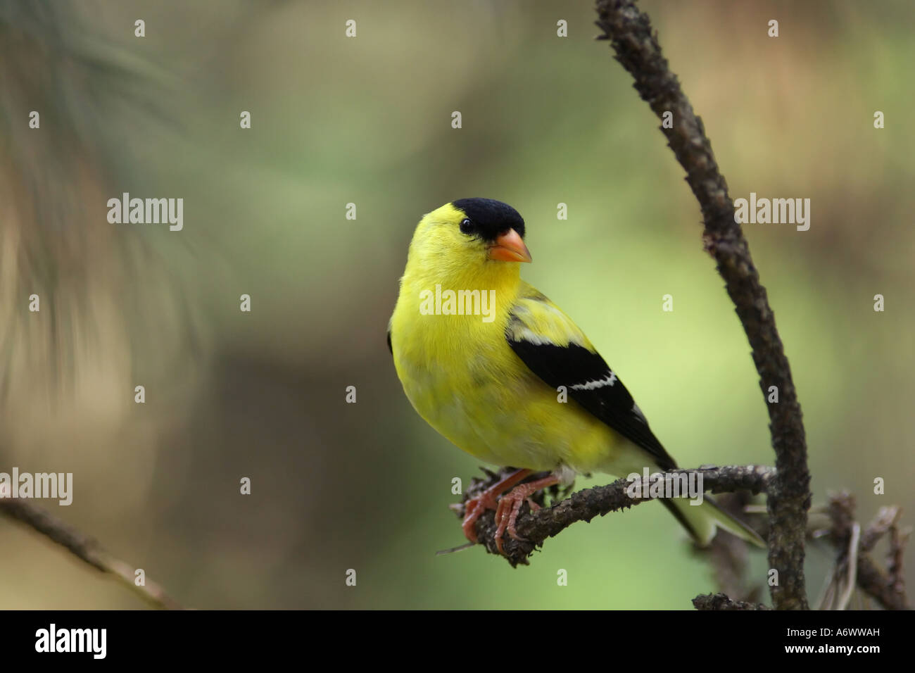American Goldfinch on perch Stock Photo - Alamy