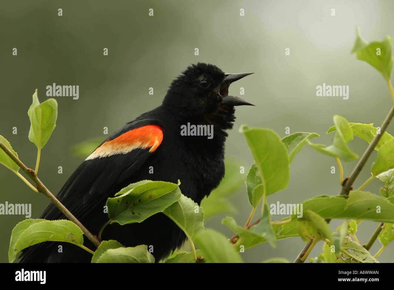Adult male Red-winged blackbird calling Stock Photo - Alamy