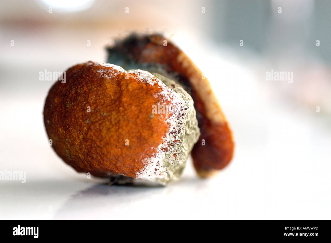 Putrefactive bacteria hi-res stock photography and images - Alamy