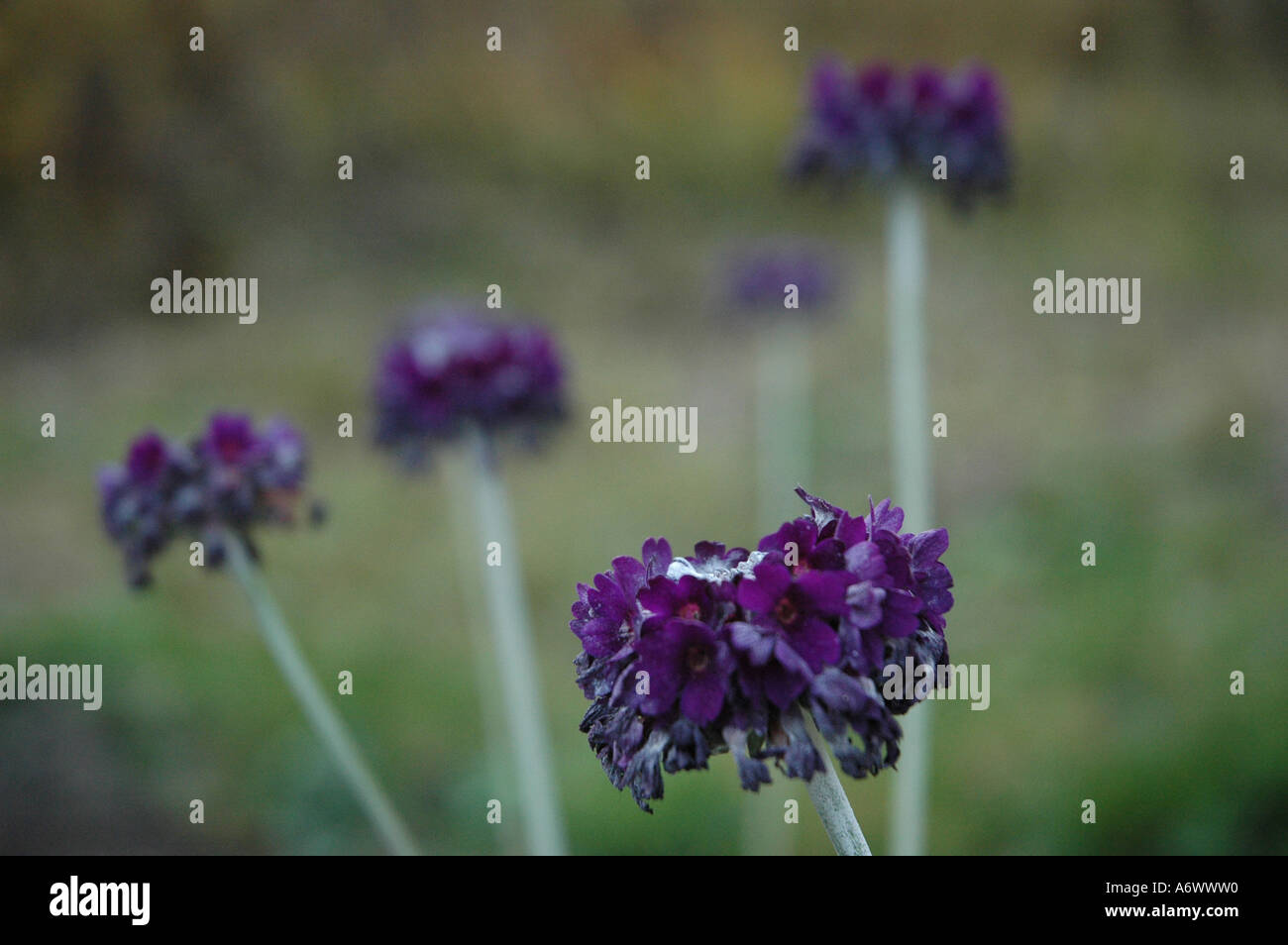 Alpen Alps Pflanzen plants botanical Blüten blooms Blumen flowers Stock ...