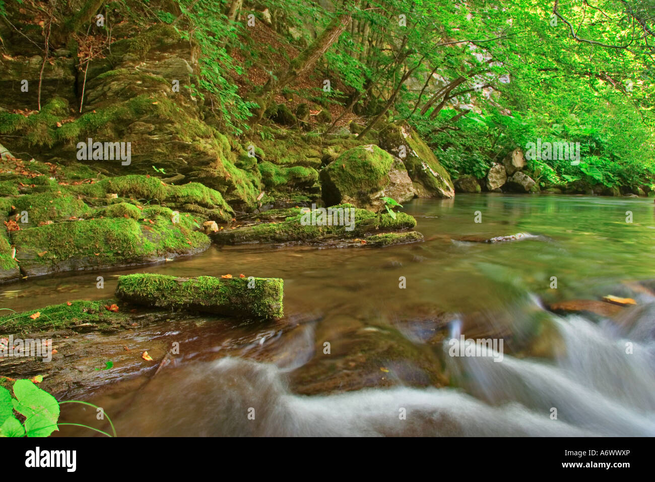 River rushing through the forest Stock Photo - Alamy