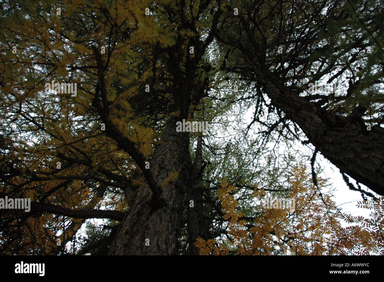 Alpen Alps Wald Forest Nadelbaum conifer Baumstamm tree trunk Stock ...