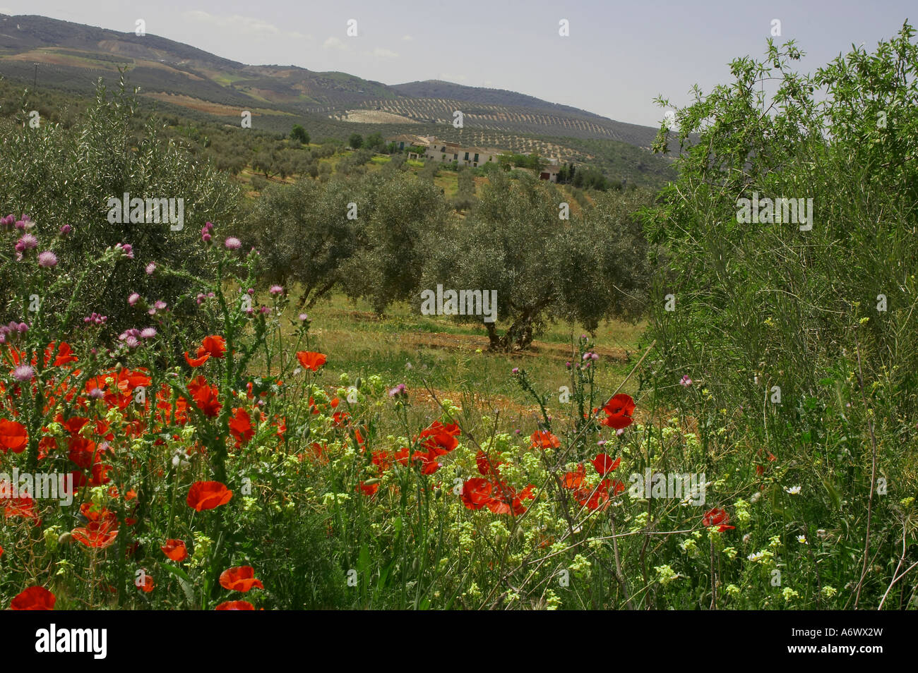 Spanish plains with poppies Stock Photo - Alamy