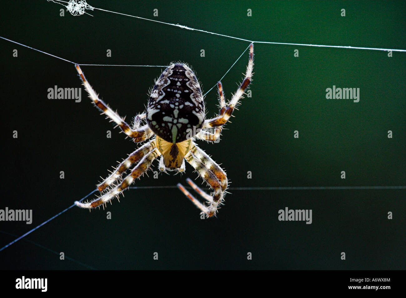 Spider in web Stock Photo - Alamy