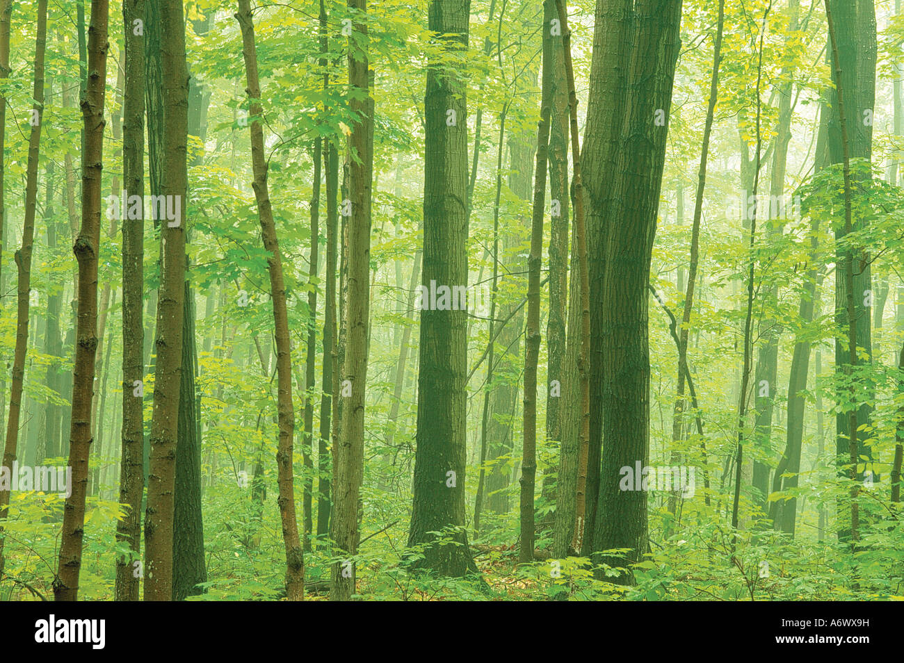 An early spring forest Stock Photo - Alamy