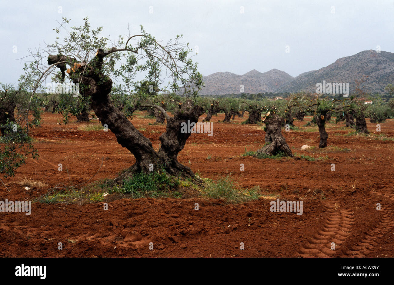 Olive tree on red soil hi-res stock photography and images - Alamy