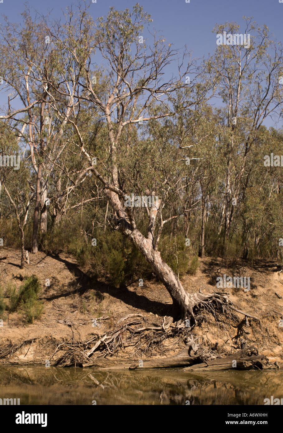 Tree roots exposed river erosion hi-res stock photography and images ...