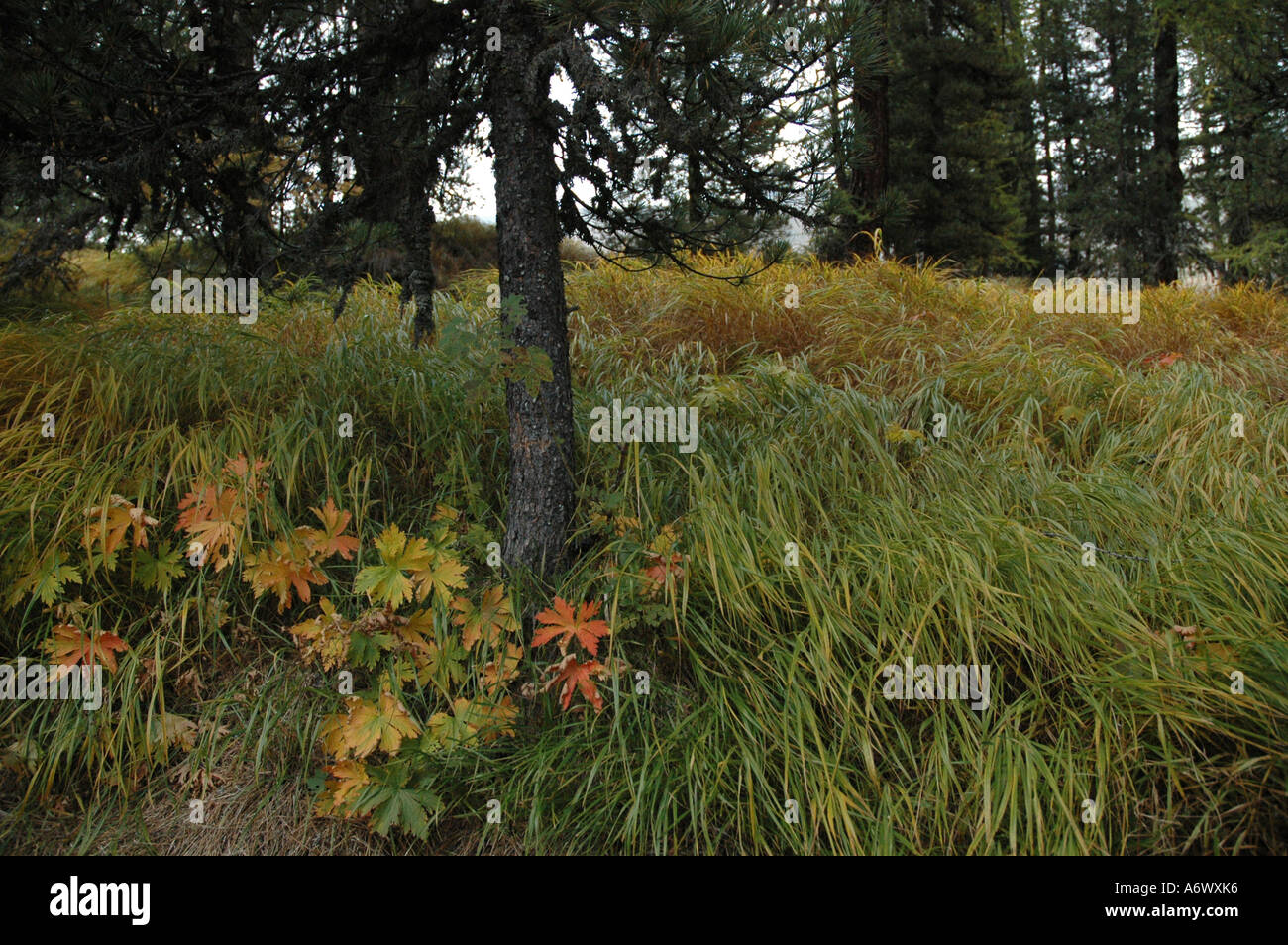 Alpen Alps Wald Forest Nadelbaum conifer Gras grass Pflanzen plants ...