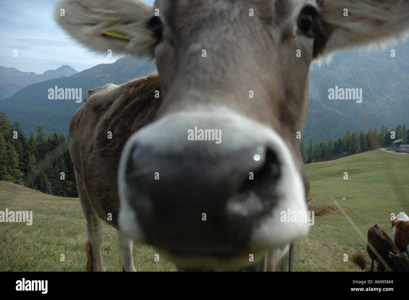 Alpen Alps Tiere animals Weide feedlot willow Kuh cow Stock Photo - Alamy