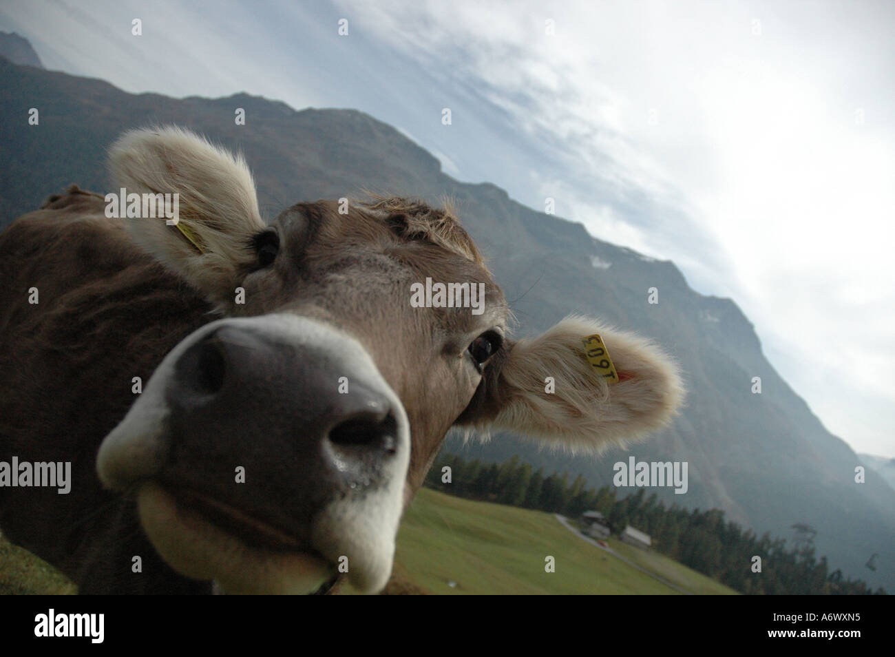 Alpen Alps Tiere animals Weide feedlot willow Kuh cow Stock Photo - Alamy