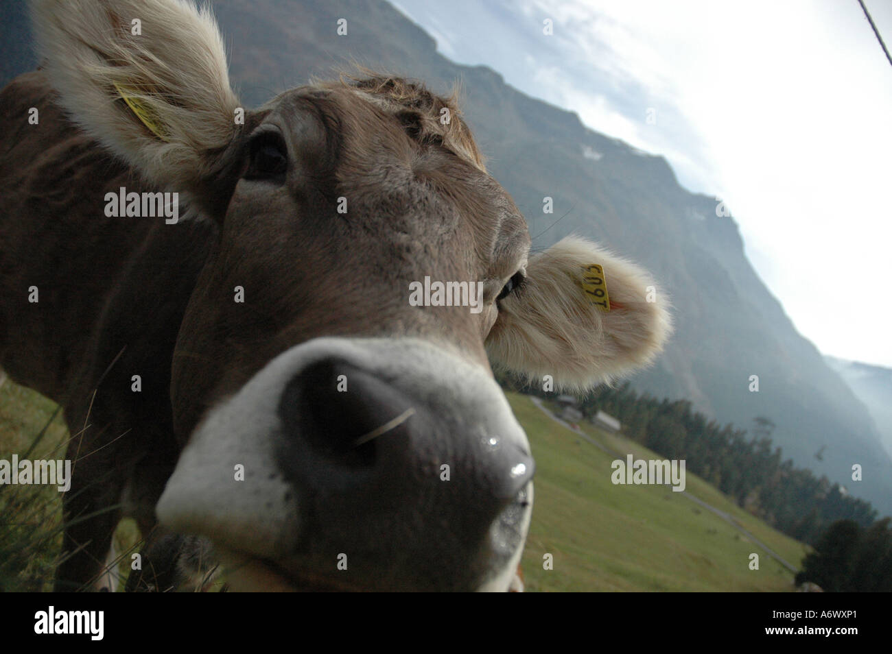 Alpen Alps Tiere animals Weide feedlot willow Kuh cow Stock Photo - Alamy