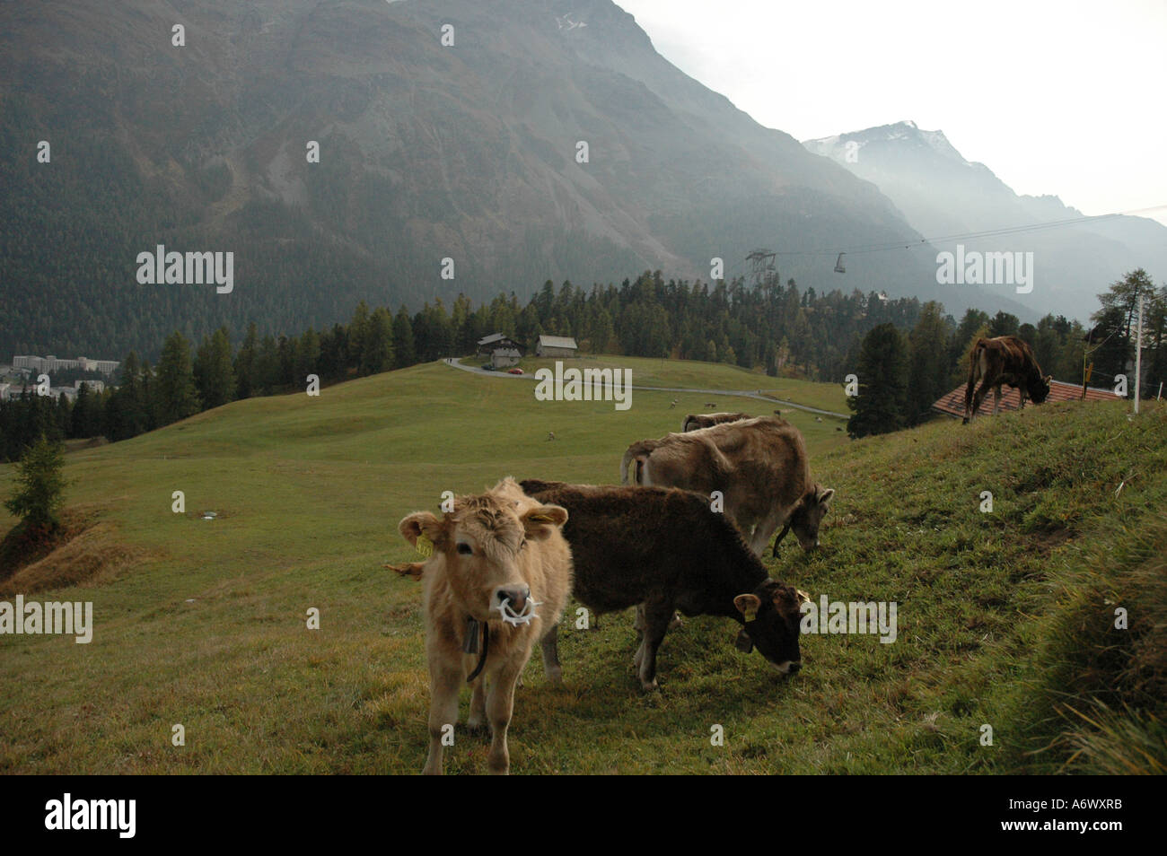 Kuh berge schweiz hi-res stock photography and images - Alamy