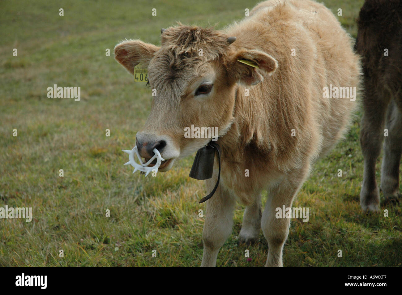 Alpen Alps Tiere animals Weide feedlot willow Kuh cow Stock Photo - Alamy