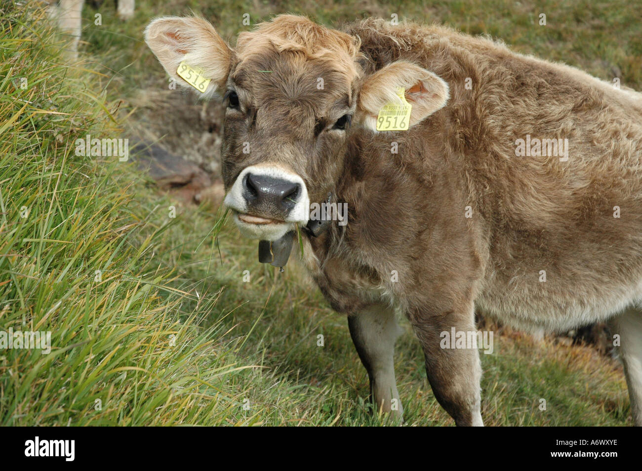 Alpen Alps Tiere animals Weide feedlot willow Kuh cow Stock Photo - Alamy
