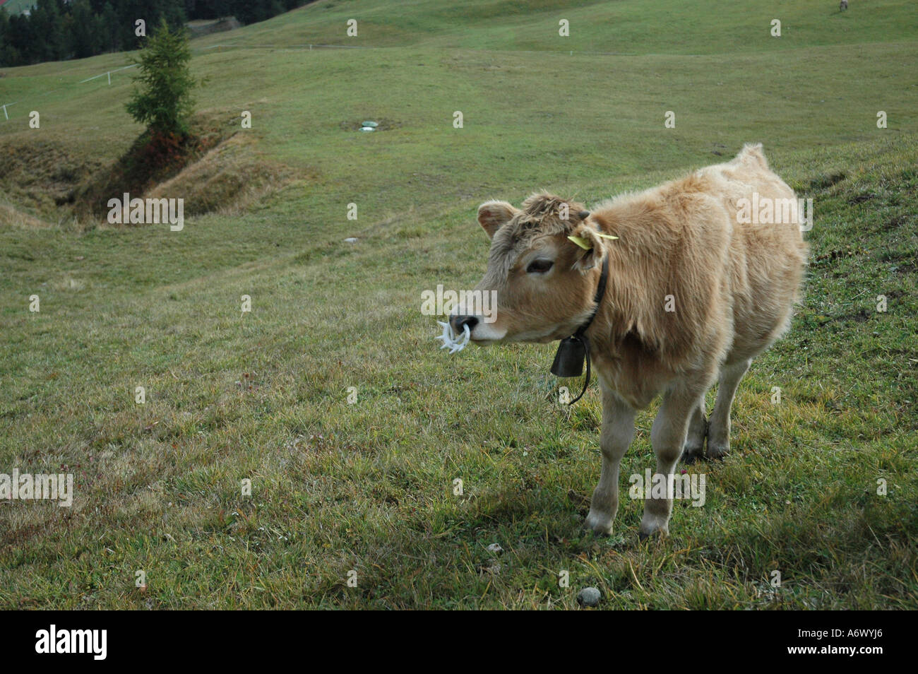 Alpen Alps Tiere animals Weide feedlot willow Kuh cow Stock Photo - Alamy