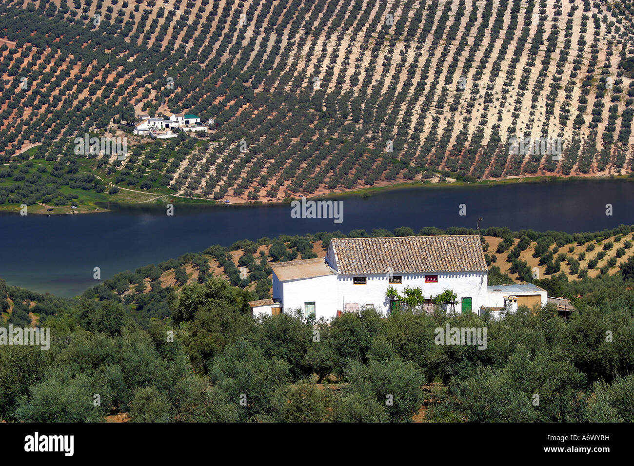 Spanish Farm house olive trees Stock Photo - Alamy