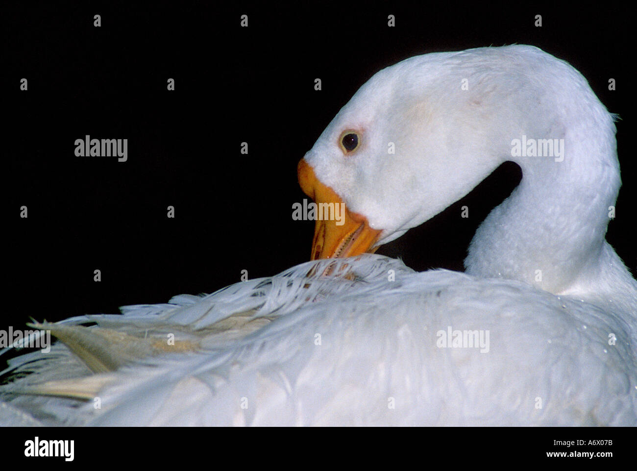 Indian goose hi-res stock photography and images - Alamy