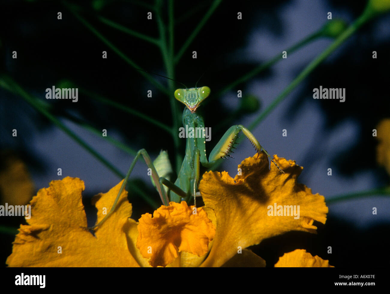 Indian praying mantis hi-res stock photography and images - Alamy