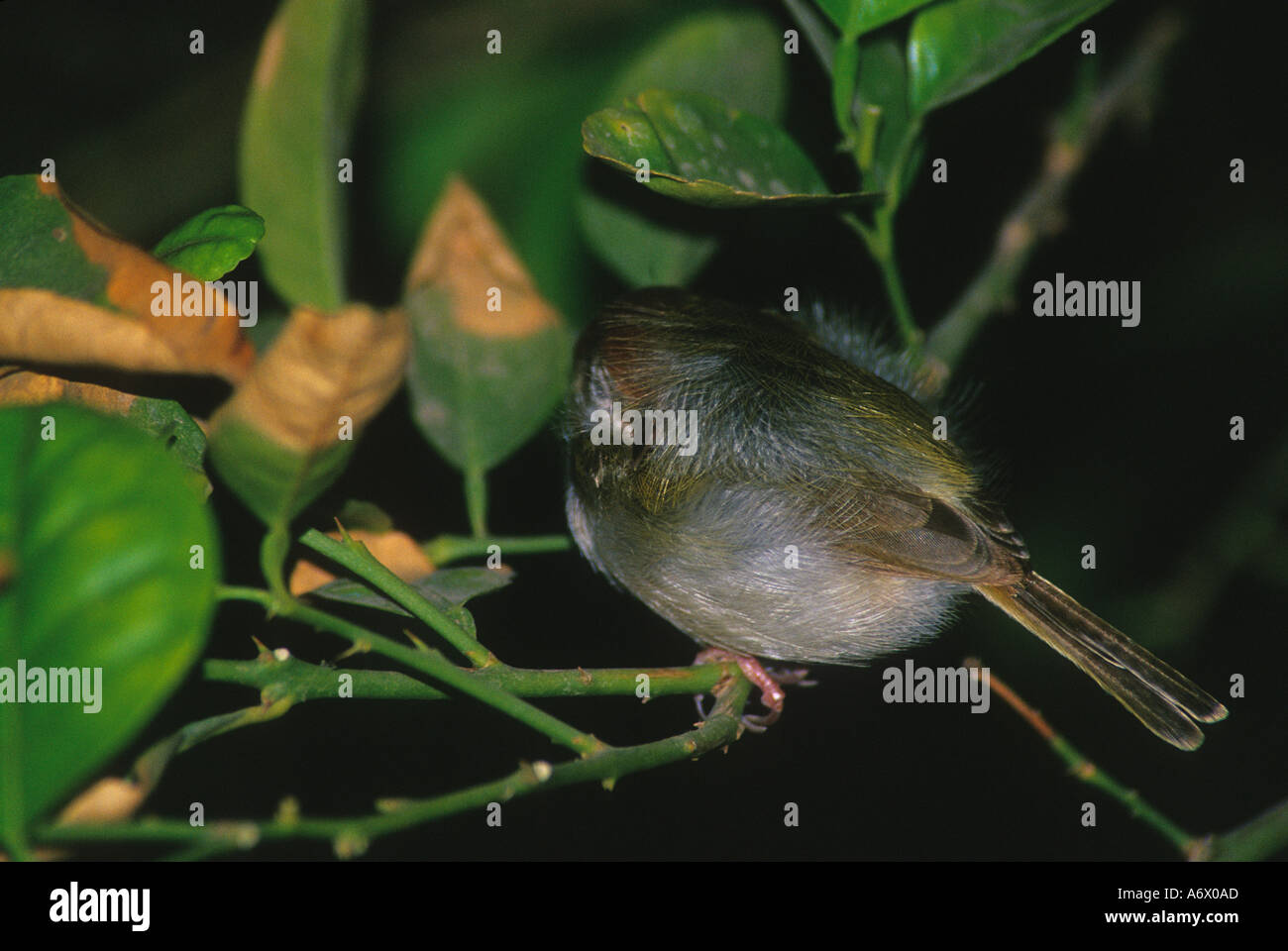 Taylor bird hi-res stock photography and images - Alamy