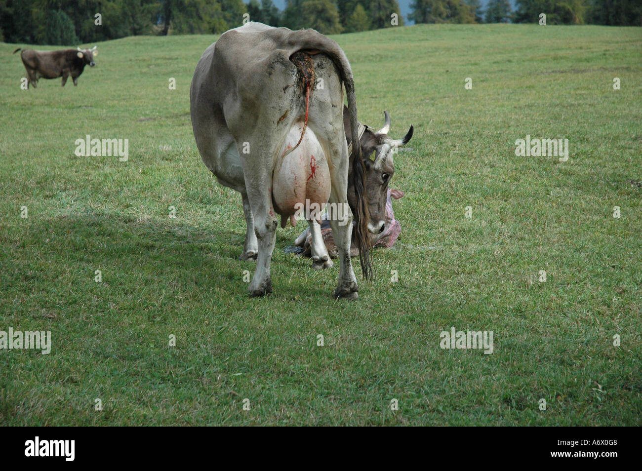 Alpen Alps Tiere animals Weide feedlot willow Kuh cow Stock Photo - Alamy